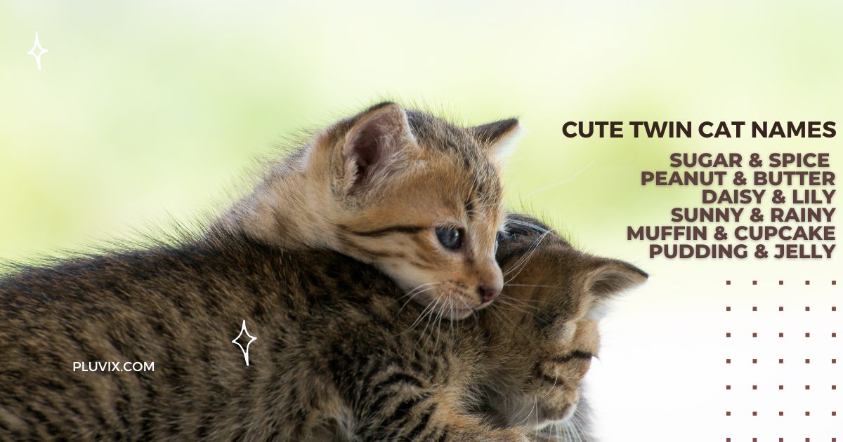 75 Best Twin Cat Names for Your Adorable Kittens - Pluvix